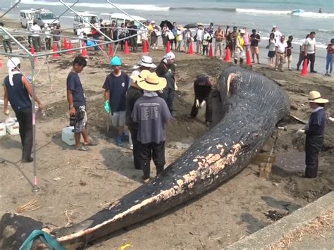 A Dead Blue Whale Washed Up On A Japanese Beach Business Insider