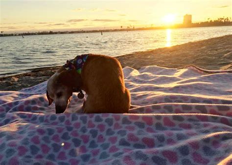18 Year Old Blind Dog Meets Her First Person At The Shelter And Refuses