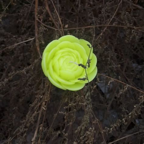 کمدا قیمت و خرید شمع گل رنگ رنگارنگ