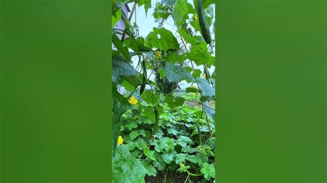 雨中的田园，清新的空气，伴随着泥土与蔬果香，聆听大自然的旋律田园生活 乡愁记忆 童年回忆 乡村气息 田园风光无限好 囍茶人