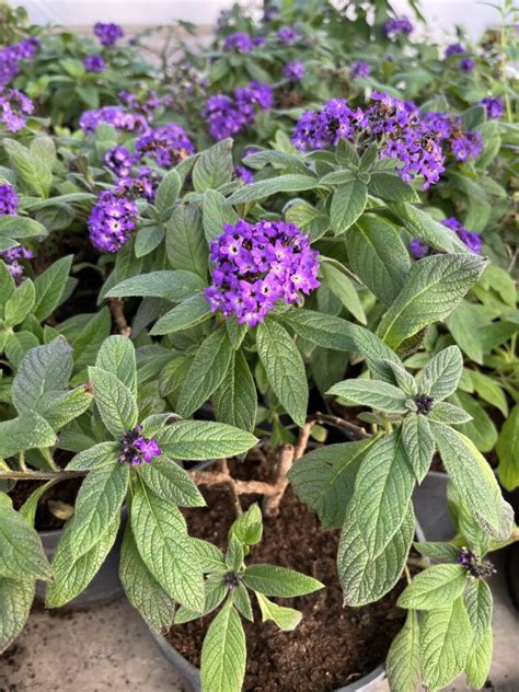 Ванилия цветеheliotropium Велида 1 ЕООД