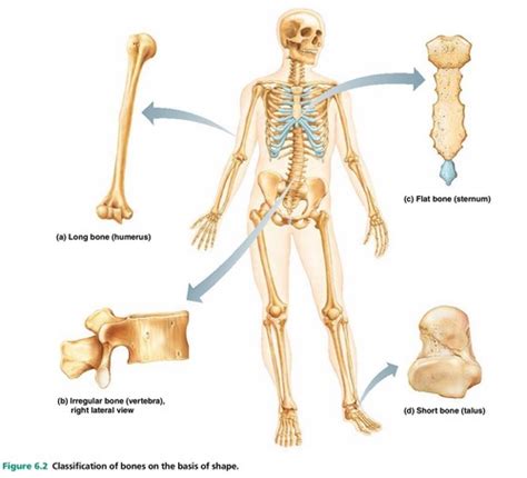Skeletal System Flashcards Quizlet
