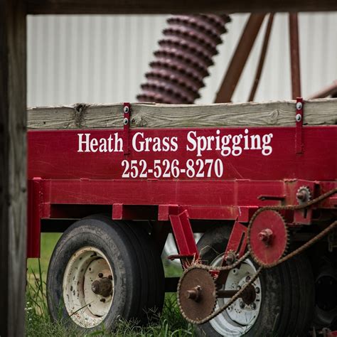 Heath Grass Sprigging