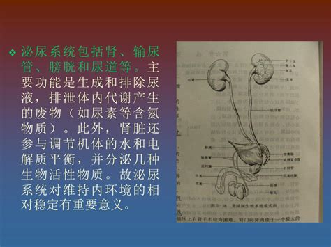 Ppt 第 九 章 泌 尿 系 统 Powerpoint Presentation Free Download Id4351218