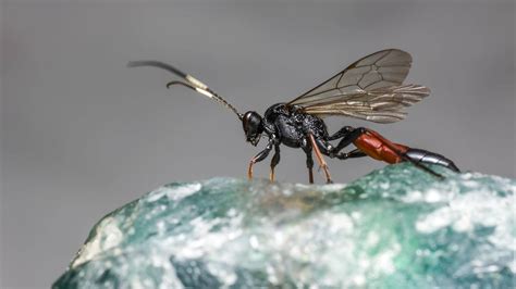 What Do You Need To Know About Parasitic Wasps In Agriculture Agrio