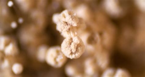 Eco Evolutionary Dynamics In Natural And Laboratory Ecosystems Wur