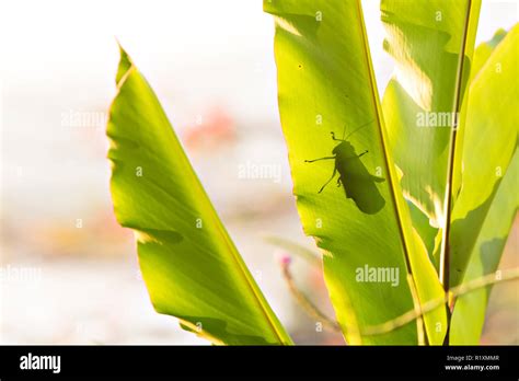A Giant Grasshopper Tropidacris Cristata Shadow On A Big Leaf Stock