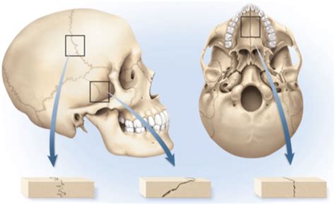 A P 1 Lecture Exam 2 Flashcards Quizlet