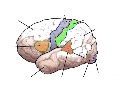 Brain Whole Quiz