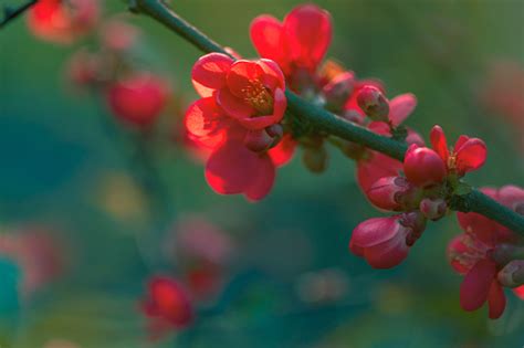 흐린 녹색 배경에 일본 의 Quince 의 활기찬 붉은 봄 꽃 꽃 의 선택 적 초점 퀸스 봄 꽃 배경입니다 0명에 대한 스톡