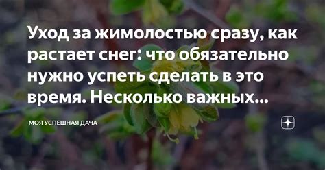 Уход за жимолостью сразу как растает снег что обязательно нужно успеть сделать в это время
