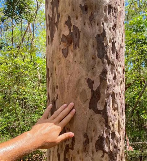 How To Identify Trees In 15 Steps