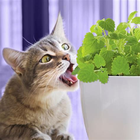Catnip Plant And Cats