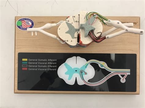 Spinal Cord Flashcards Quizlet