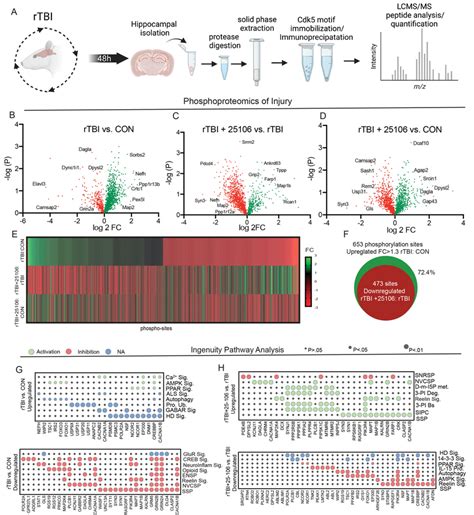 Cdk5 Enriched Phosphoproteomics Of Rtbi A Experimental Design