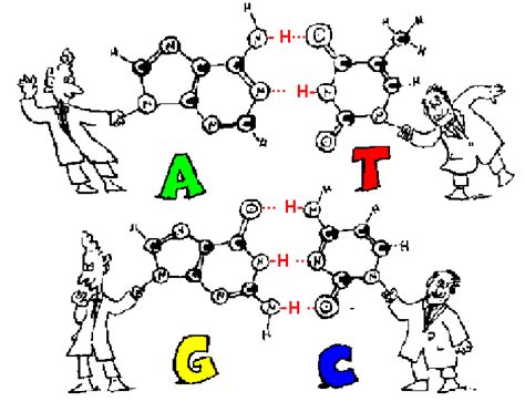 Complementary Base Handout Dna Structures Cmgm Stanford