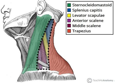 Posterior Lateral Cervical Triangle Diagram Quizlet