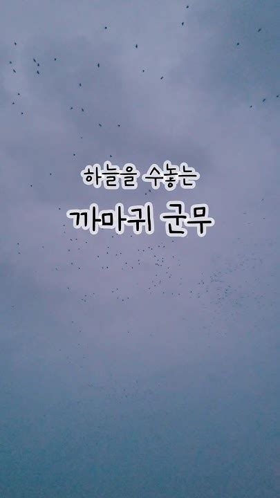 하늘을 수놓는 까마귀 군무 그 장엄함을 느껴보시길 Youtube