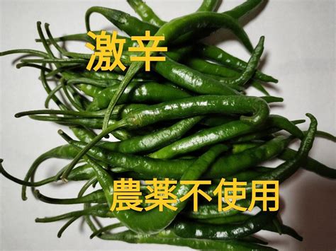 青唐辛子 激辛 【農薬不使用】 メルカリ