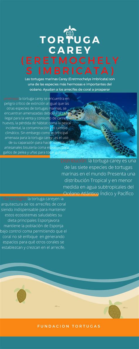 Tortuga carey (eretmochelys imbricata - T O R T U G A C A R E Y ( E R E T M O C H E L Y S I M B ...