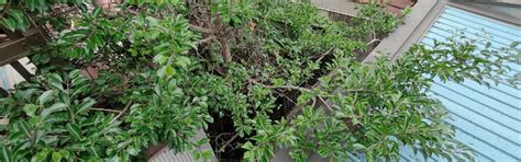 空き家になった実家の庭木はみだし 遺品整理・ゴミ屋敷片付け専門会社「中四国整理センター」