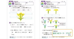 花のつくりと実や種子のでき方小学校5年生理科プリント まめつぶワーク