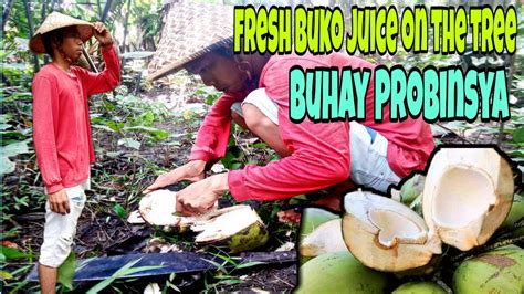 Fresh Buko juice in the tree Vin bino vlog#2 | Buhayprobinsya #COCONUT - YouTube