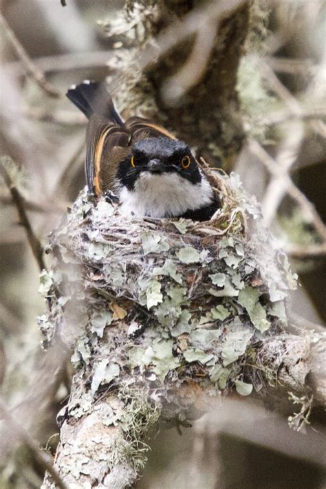 Cape Batis Batis Capensis On Its Camouflaged Nest Stock Image Image