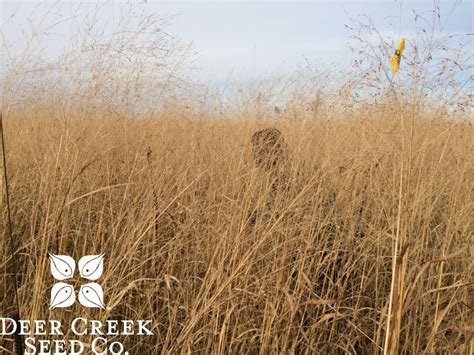 Straight Seed Cave N Rock Switchgrass Johnston Elevator