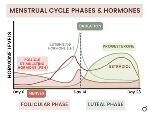 Graph Of Hormones During Cycle Lesson Explainer: The Menstrual Cycle