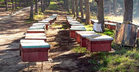 El Ajo Y Miel En Ayunas Miel De Abeja Pura