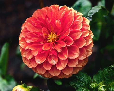 Dahlia 'Brown Sugar' tubers — Buy online at Farmer Gracy UK