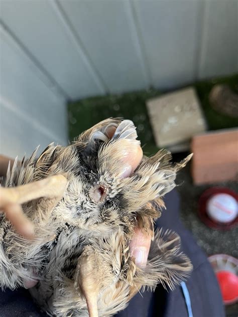 Help With Vent Sexing 9 Week Old Quail R Quails