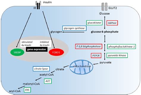 Fructose Metabolism