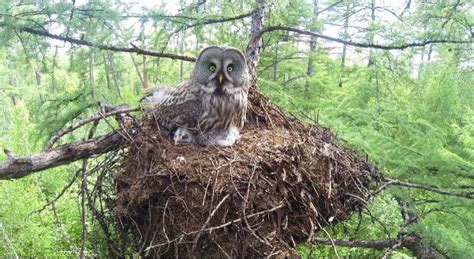 What Does An Owls Nest Look Like All You Need To Know With Picture