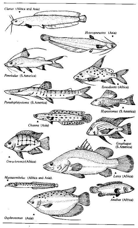 Empresario Jarra Ubicaci N Clasificacion De Peces Segun Su Habitat