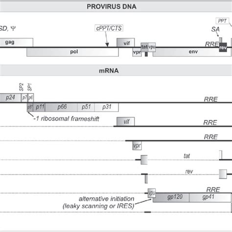 Schematic Representation Of Hiv 1 Genome Features A Elements Present Download Scientific