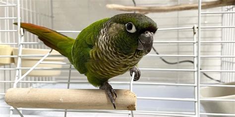 ホオミドリアカオウロコインコを探しています