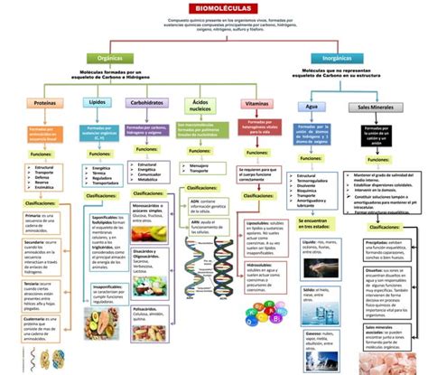 13 Mapa Conceptual Biomoleculas Nietma Porn Sex Picture