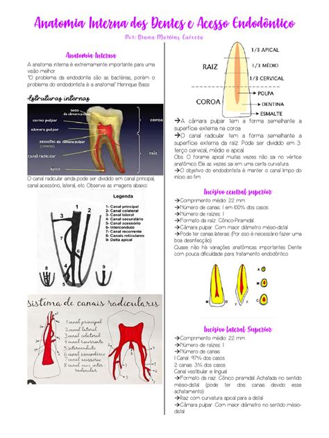 Anatomia Interna Dos Dentes E Acesso Endodôntico Pdf Dente Boca