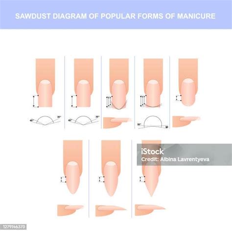 손톱의 가장 인기있는 형태 손톱의 다른 유형 매니큐어 가이드 손톱에 대한 스톡 벡터 아트 및 기타 이미지 손톱 모양 매니큐어 미용술 Istock