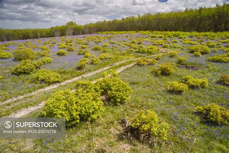 Sweet Chestnut Castanea Sativa Coppice Woodland Habitat With Common Bluebell Hyacinthoides