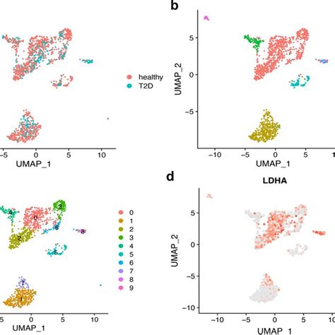 Cluster 7 β Cell Subpopulation Overlaps With Ldha Positive β Cells With