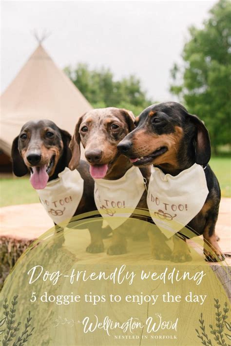 Dog Friendly Wedding 5 Tips For Your Dog To Enjoy Your Wedding Day