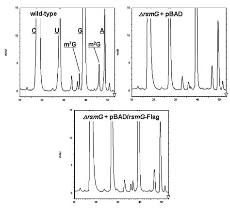 The Hplc Profile Of Escherichia Coli 16s Rrna A Lack Of M 7 G