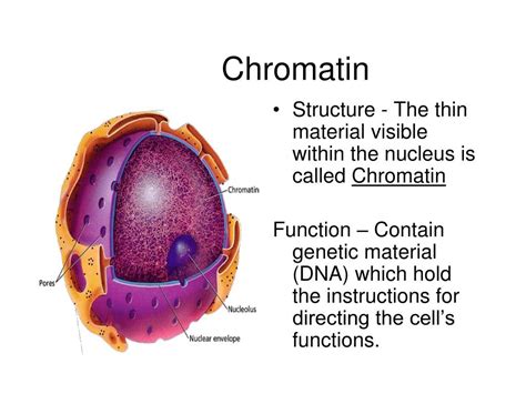 Ppt Eukaryotic Cell Powerpoint Presentation Free Download Id5689618