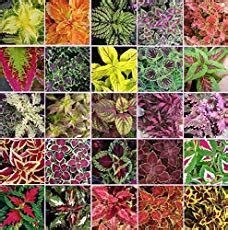 10 Thriving Plants For Shade Containers Garden Lovers Club Shade