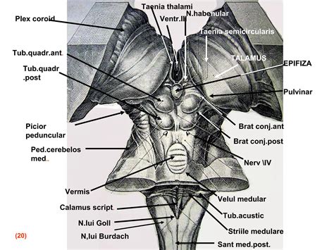 Atlas De Neuroanatomie Trunchiul Cerebral Ppt