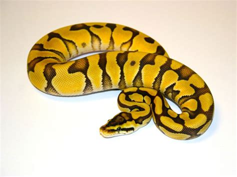 Enchi Ball Python