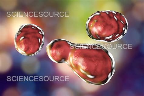 Cryptococcus Fungus Illustration Stock Image Science Source Images